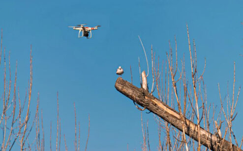 Flying Drones Near Birds - What to Do If Your Drone is Attacked - Pilot ...